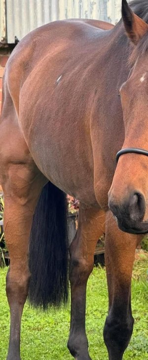 Hunters bump - help needed asap!! | Horse and Hound Forum