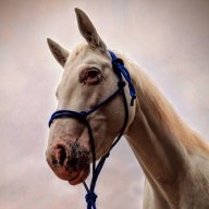 Cushings support supplements | Horse and Hound Forum