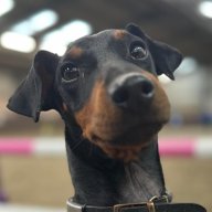 Arena on slope and horse with medical issues | Horse and Hound Forum